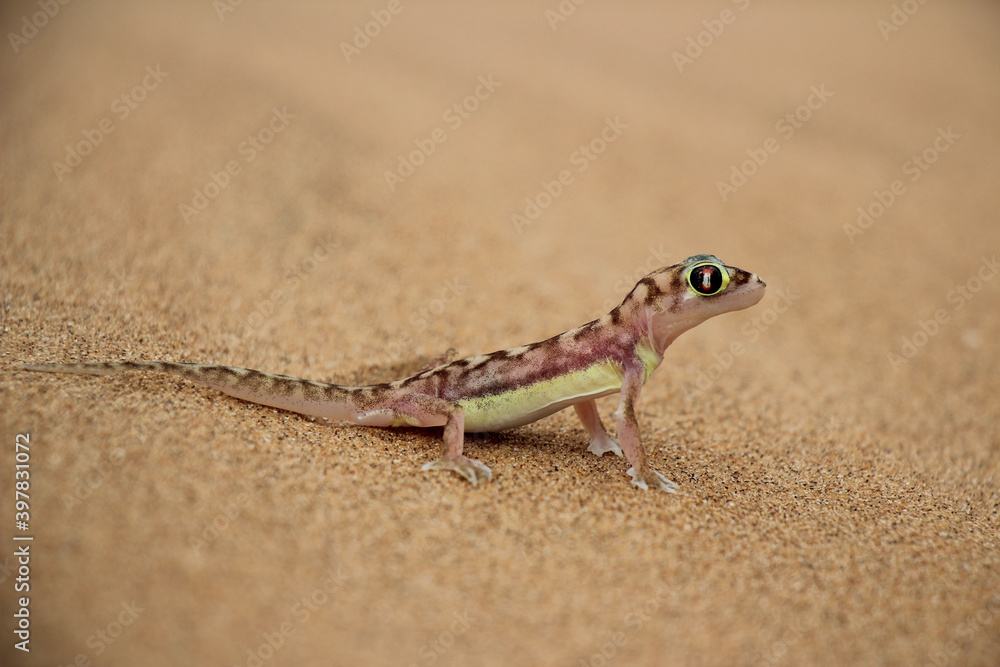 The beautiful colored Palmato gecko in the dunes of Namib Desert ...
