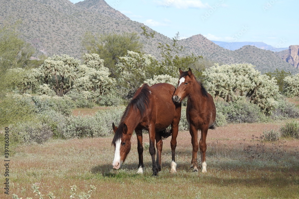 Wild horses that live in the Sonoran Desert, along the Salt River in ...