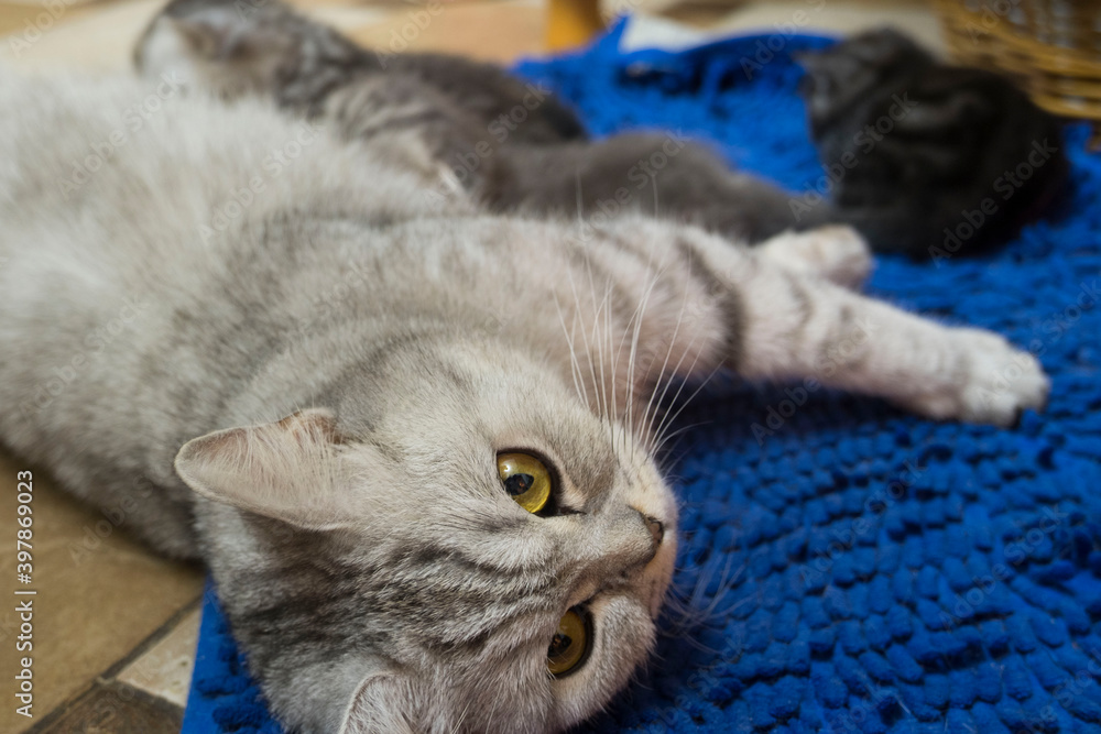 little beautiful and fluffy kittens of the British breed drink milk ...