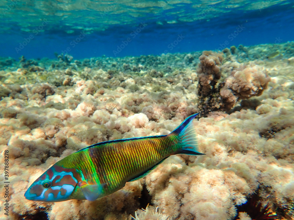 Beautiful Fishes In Sea