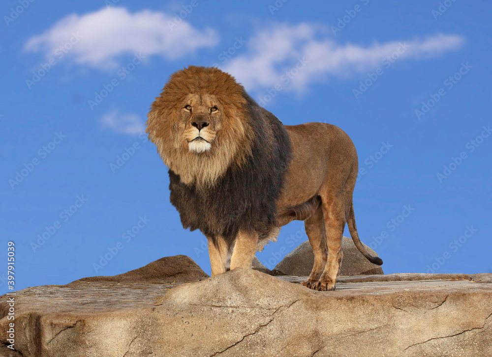 Male Lion Standing