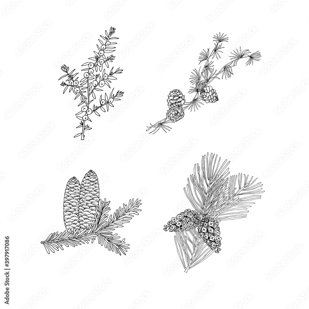 Larch, juniper, pine, fir monochrome sketch set. Art design element ...