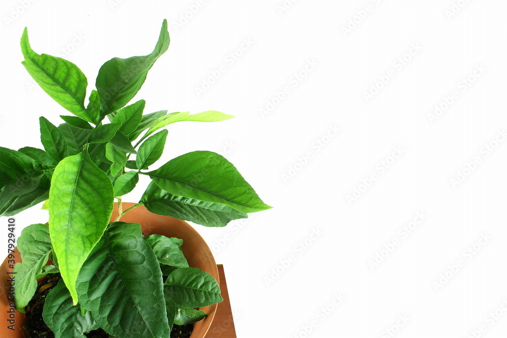 indian hindu religious holy plant bilva patra or bilipatra used worship ...