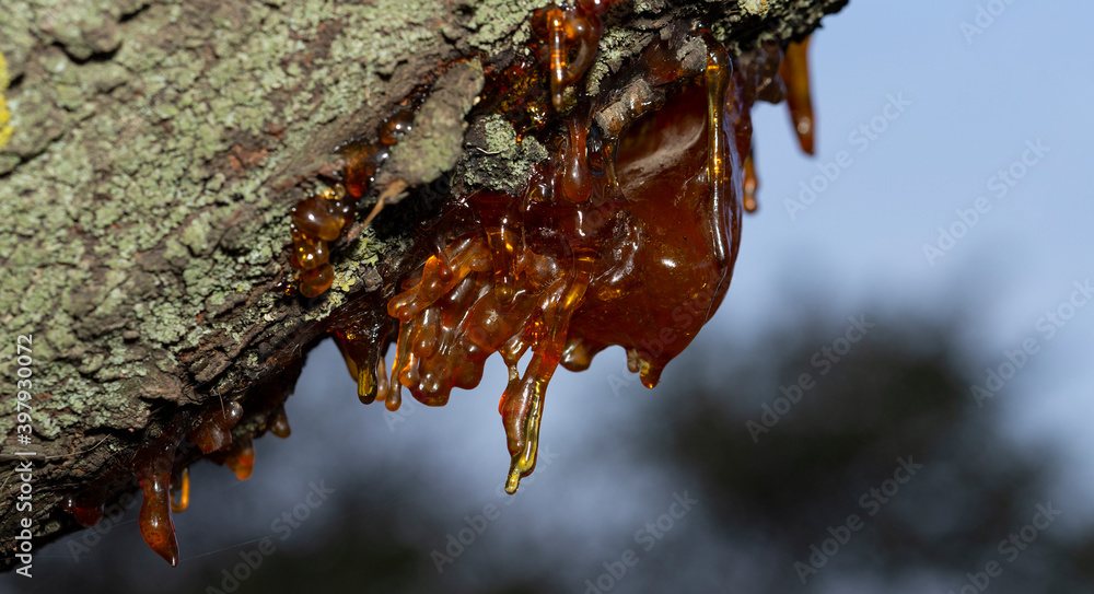 Formation of resin from the juice of a cherry tree.The tree was ...