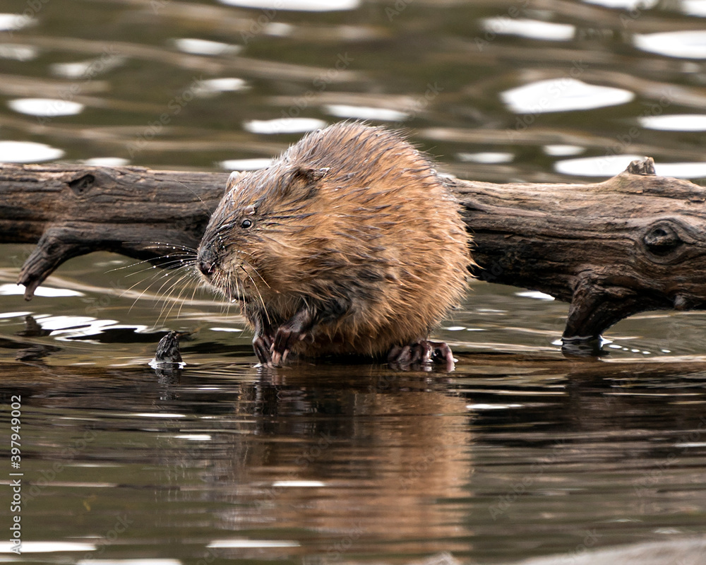 Muskrat stock photos. Muskrat in the water displaying its brown fur by ...