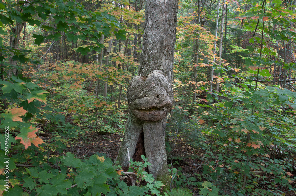 Tree Stock Photos. Tree with smiling human face in nature with a ...