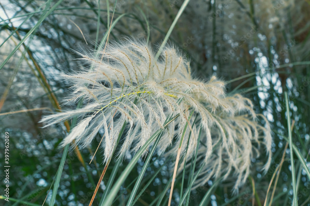 Beautiful white kans grass / kash phool (in Bengali language), just ...