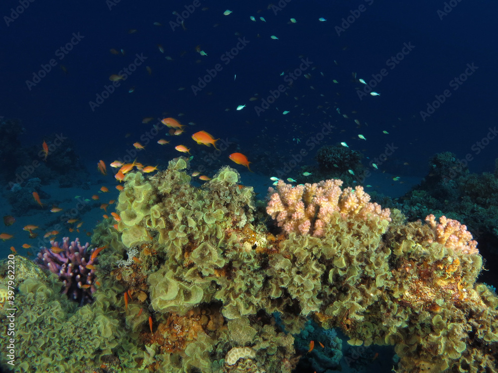 Hard coral and macro algae competing for space on a Red Sea coral reef ...