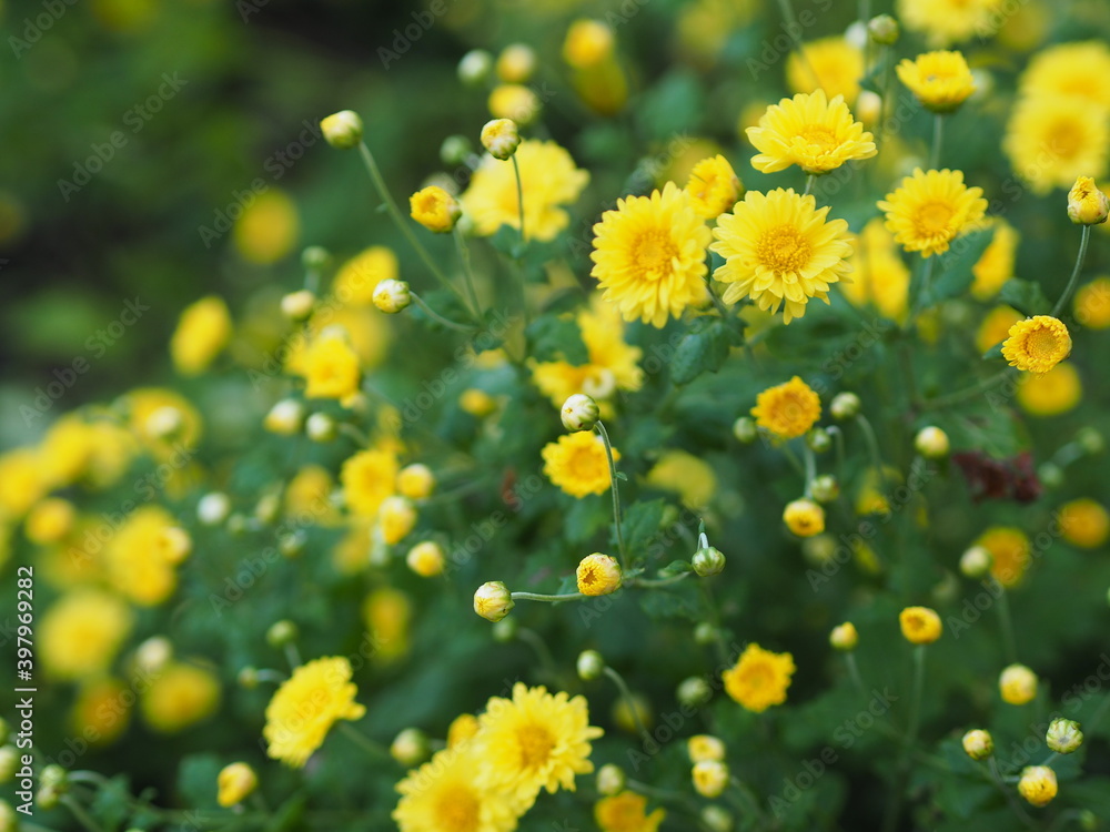 Chrysanthemum indicum Scientific name Dendranthema morifolium ...