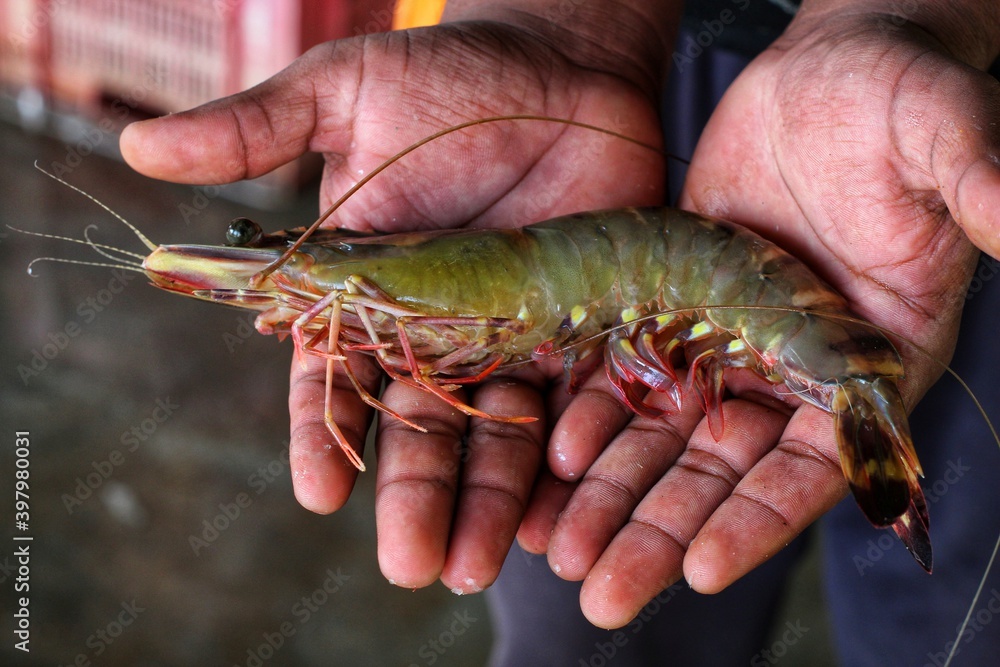 Tiger prawn in hand penaeus monodon shrimp in hand prawn farming in ...