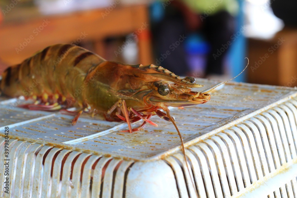 tiger prawn sale in india tiger prawn penaeus monodon culture in india ...