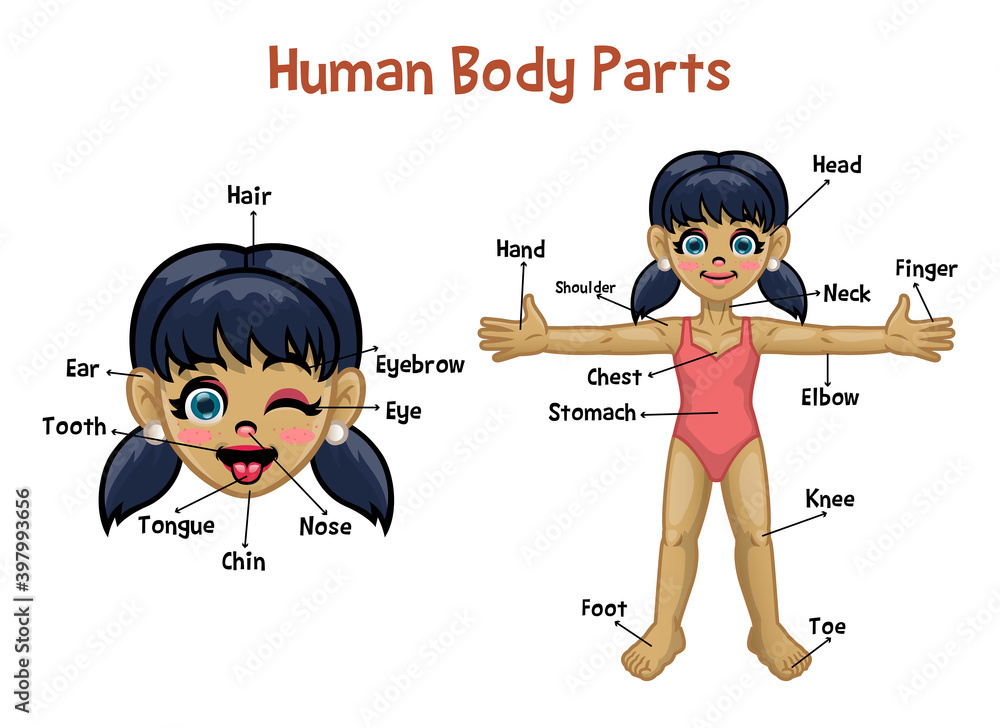 cartoon model girl with body parts name Stock Vector | Adobe Stock