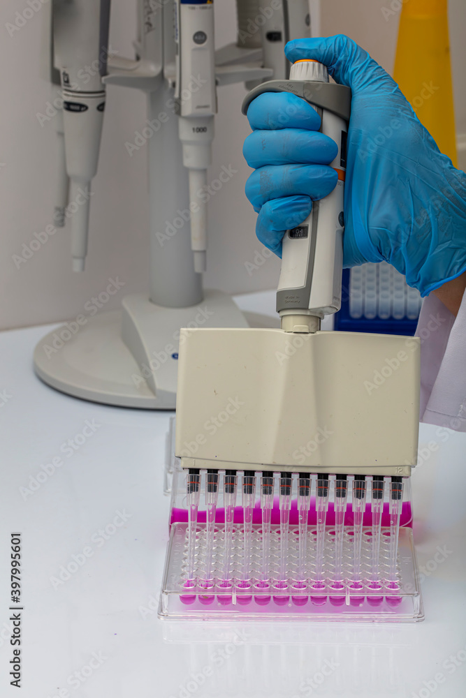 Multi channel pipette loading biological samples in microplate for test ...