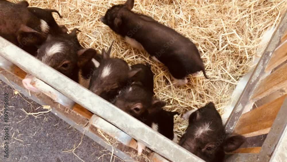 Vidéo Stock Miniature pig or Pot bellied pig in farm. With noise and ...