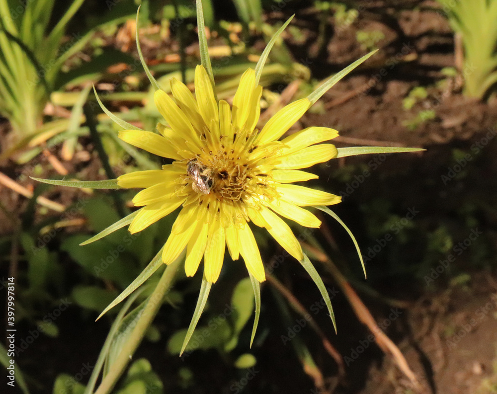 Tragopogon dubius is also known as Yellow Salsify and Yellow Goat's ...