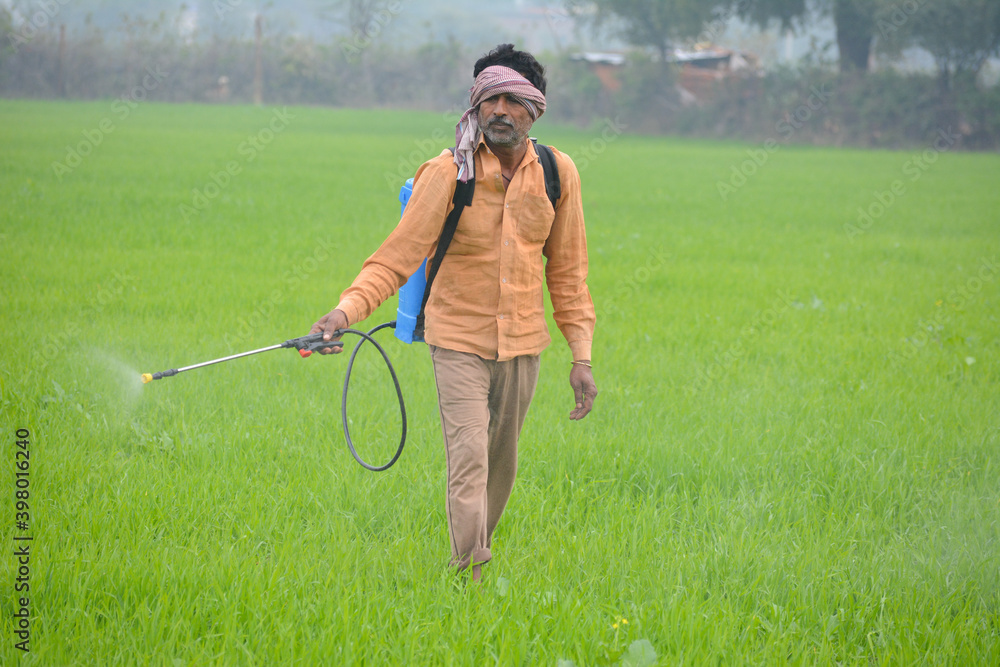 Indian farmer spraying fertilizer in his wheat field Stock Photo ...