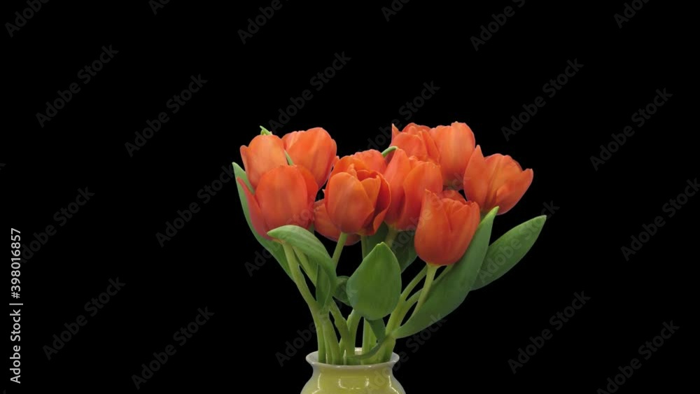 Time-lapse of opening red tulip Escape bouquet in a vase 1d1 in PNG+ ...