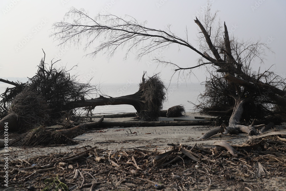Uprooted trees after a destructive Cyclone named "Bulbul " hit the ...