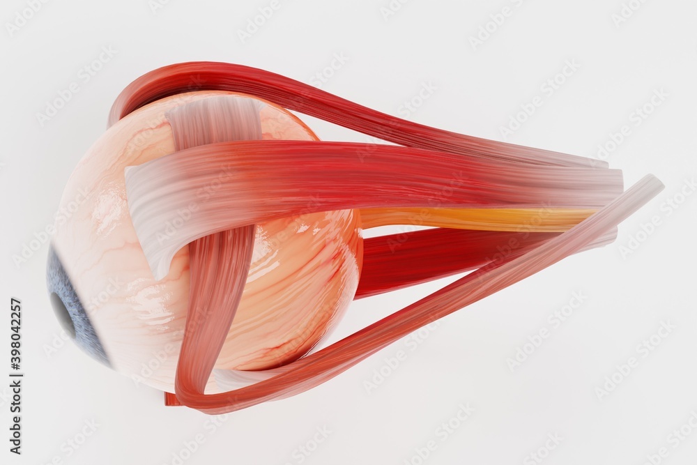 Realistic 3D Render of Eye Muscles Model Stock Illustration | Adobe Stock