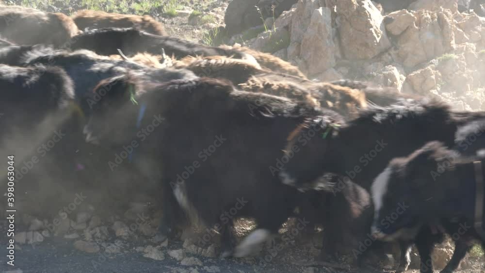 Crowded Yak Herd Walking in Dust.Domestic yak is a long-haired ...