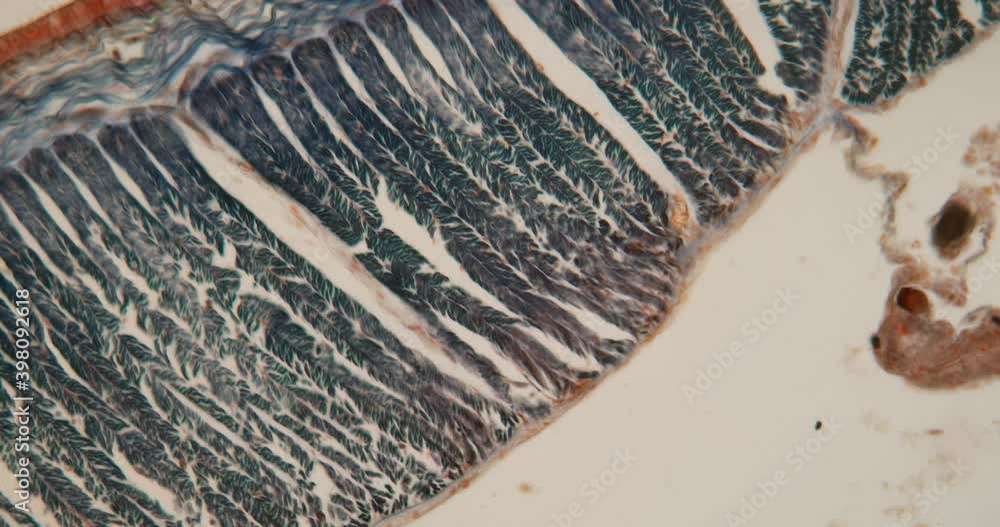 muscles of the earthworm in cross section under the microscope 100x ...