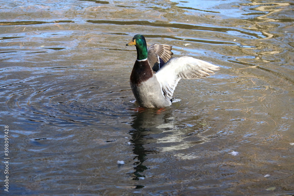 Poster stay afloat duck – Wall Art | UkPosters