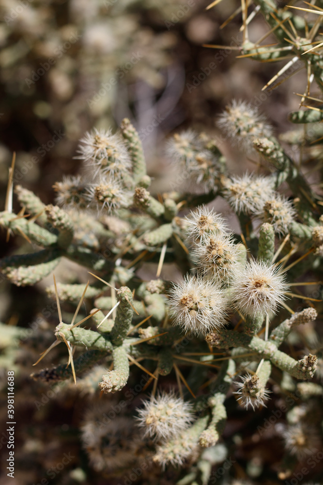 Immature green spiny dry indehiscent fruit of Slender Cholla ...