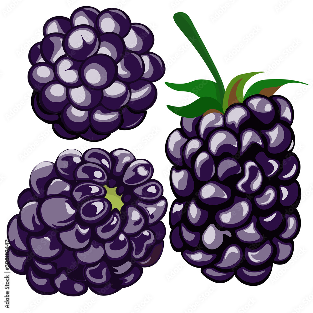 Blackberries isolated on white background. Vector, clipart. Art ...