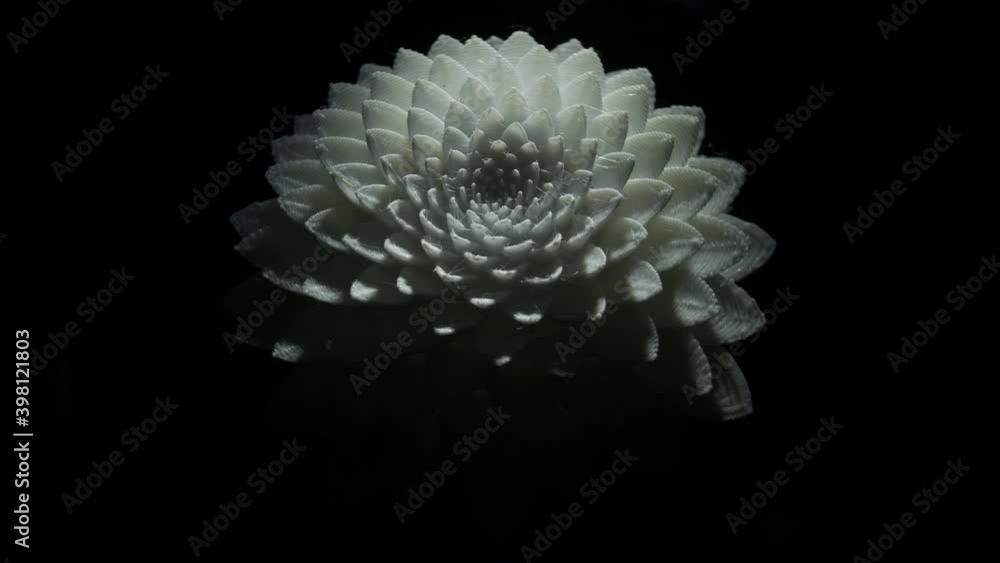 Flower petal bloom optical illusion | Fibonacci sequence | the golden ...