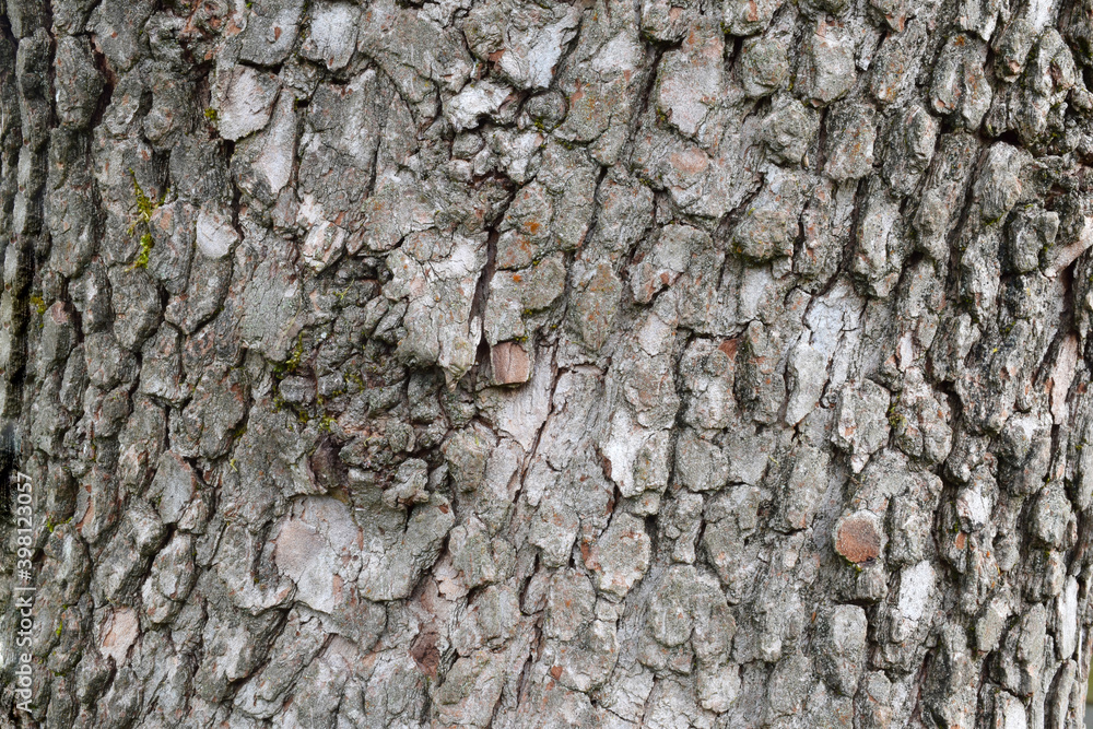 Dogwood Bark
