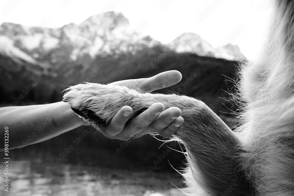 Foto de Hundeliebe, Hund und Mensch geben sich die Hand, Hundebesitzer ...