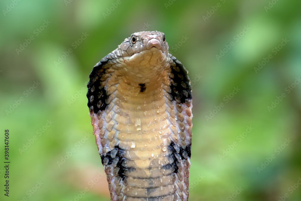 The faces of king cobra (Ophiophagus hannah), venomous snake Stock ...