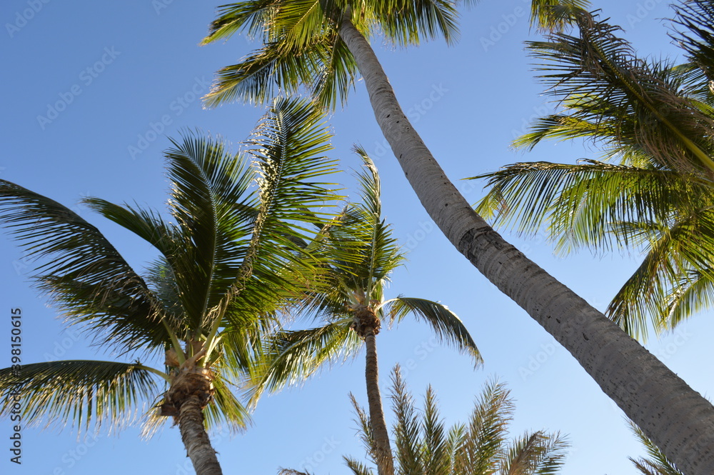 Palm Trees Looking Up