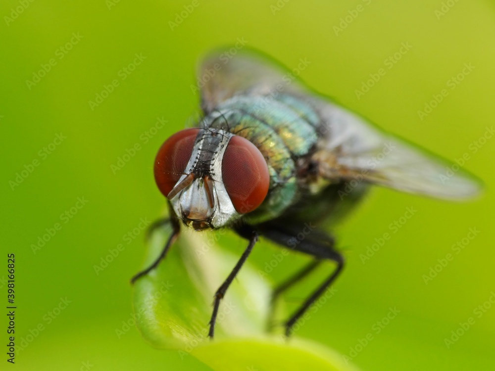 Flies are adapted for aerial movement & typically have short and ...