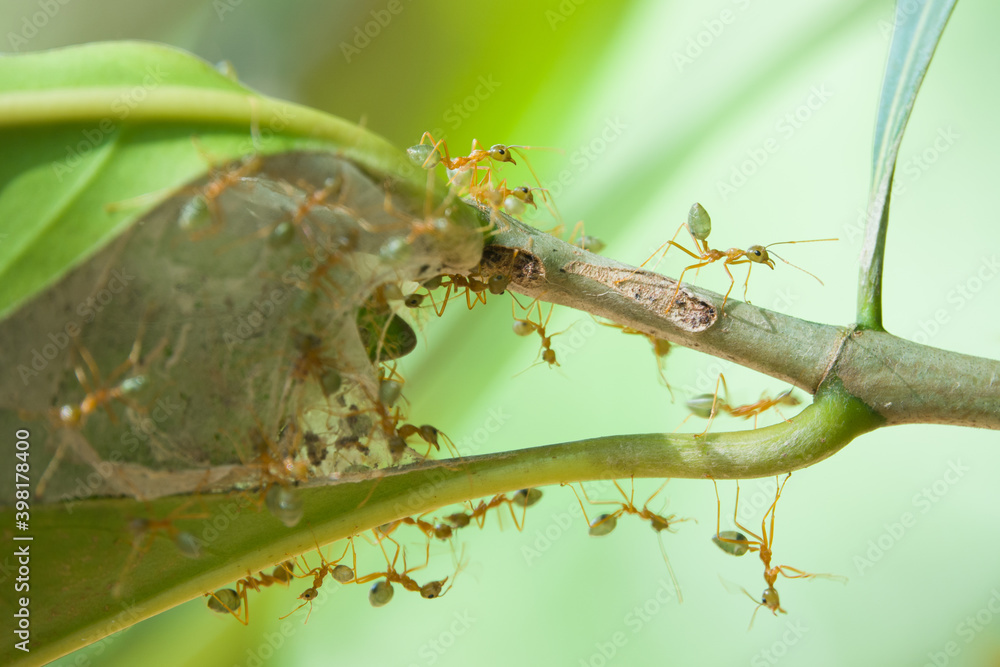 Green Tree ants (Oecophylla smaragdina) guarding their nest on a tree ...