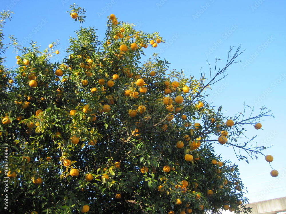 Yuzu tree with lots of fruit Stock Photo | Adobe Stock