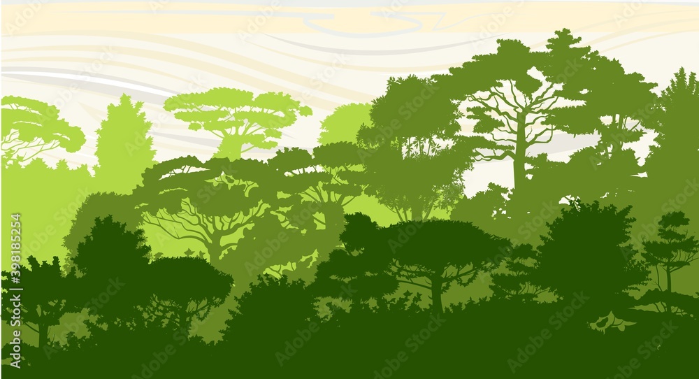Deciduous forest. Silhouette. Mature, spreading trees. Thick thickets ...