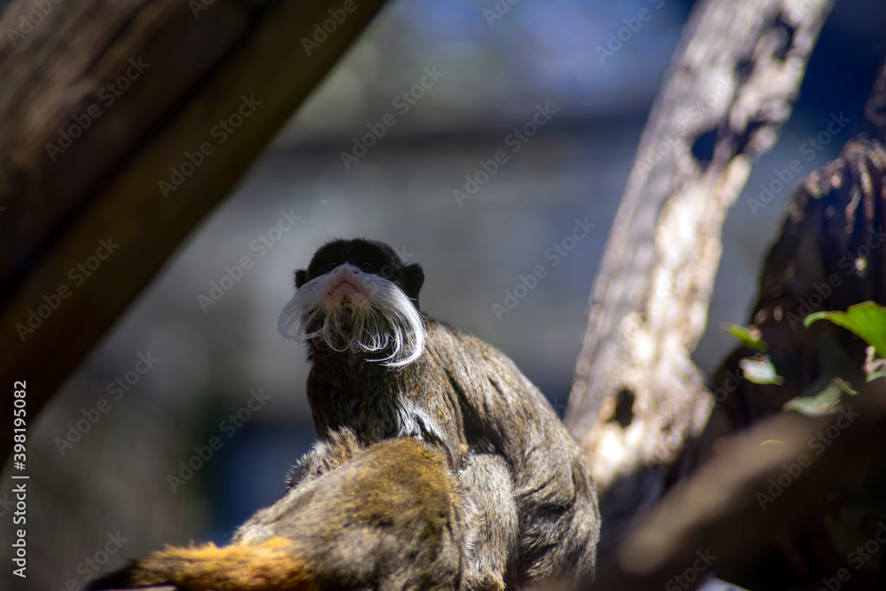 Emperor tamarins (saguinus imperator) looking up displaying the white ...