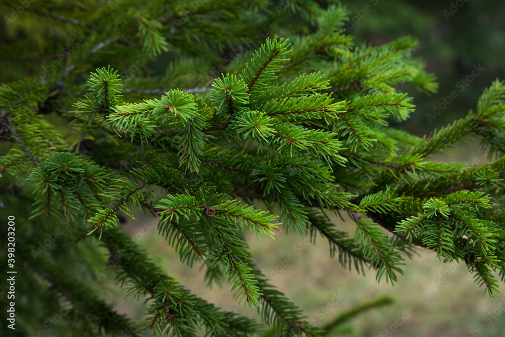 Green prickly branches of a fur-tree or pine. Fluffy fir tree branch ...