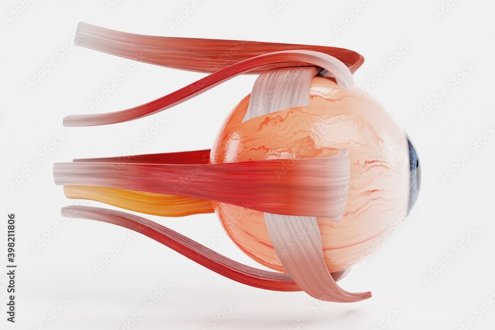 Realistic 3D Render of Eye Muscles Model Stock Illustration | Adobe Stock