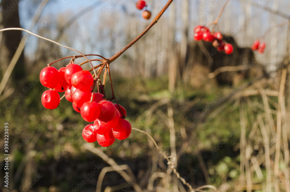 The red fruits of the patus plant are the fruits of shrubs that grow in ...