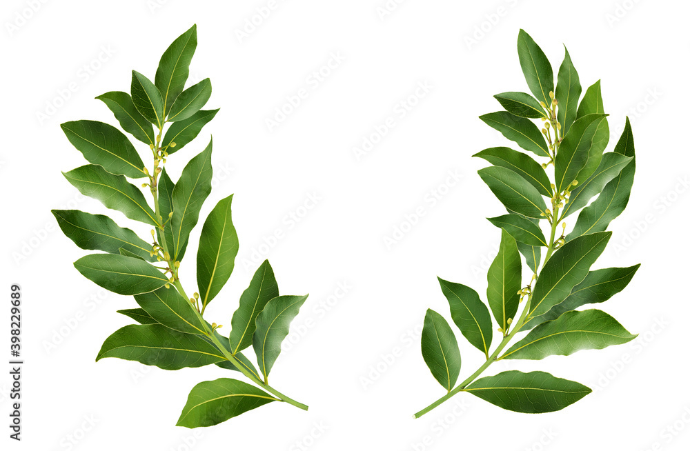 Laurel wreath isolated on white background with clipping path Stock ...