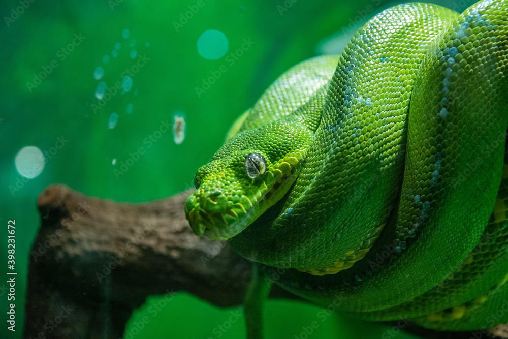 The green tree python (Morelia viridis) resting on the branch of tree ...