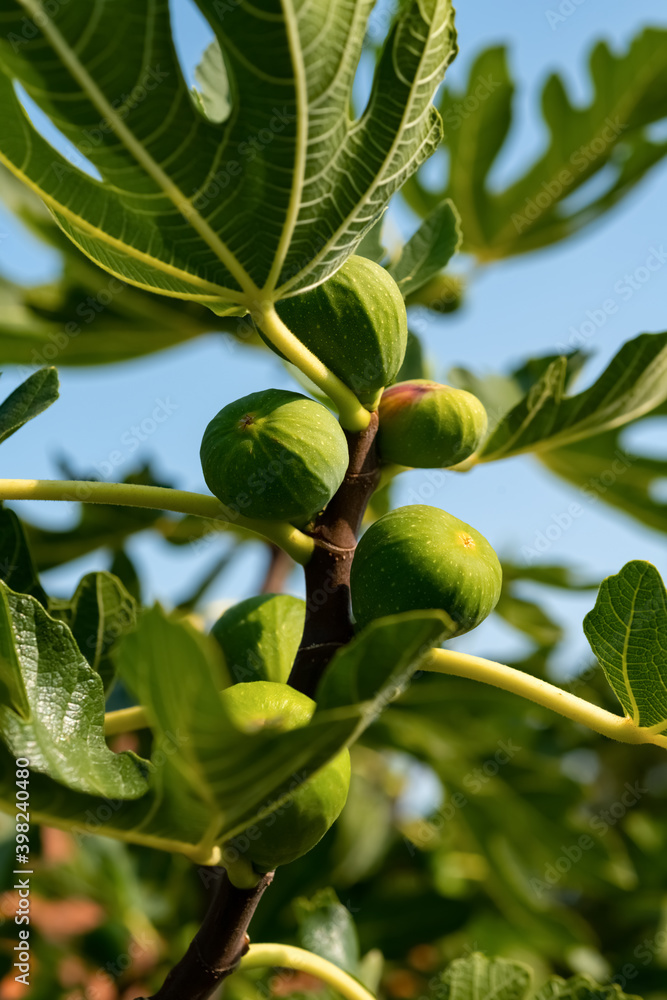 Echte Feige Ficus carica Frucht Blätter Zweig Makro selektive Schärfe ...
