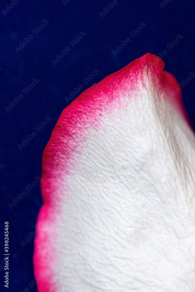 Macro mode. Rose petals close-up. The structure and texture of the ...