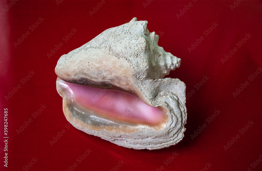 White seashell "royal strombus" on a red background. White, embossed ...