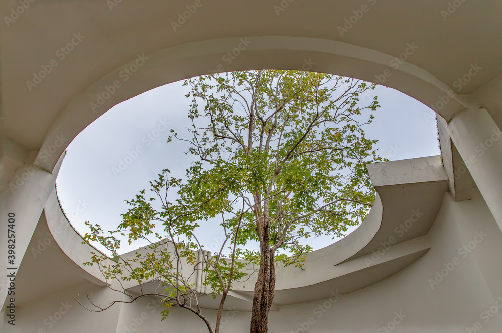 A big tree in the middle of building in summer time. Building design ...