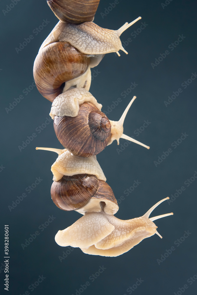 snails hold each other with suckers. romance and relationships in the ...