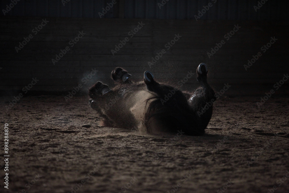 ein dunkles pferd rollt sich im sand in einer reithalle Stock Photo ...
