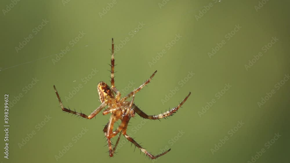 Wolf spider hangs on web on green background, slowly wiggles its paws ...